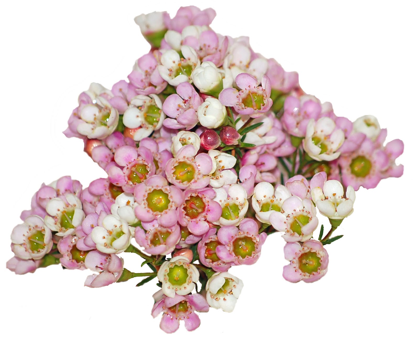 A Passion for Flowers: Valentine's Day - A Day For Romance