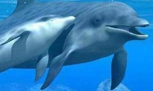 IMÁGENES Y FOTOS DE ANIMALES: Delfines