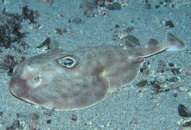 Artes de Pesca: VAMOS A PESCAR TORPEDINIFORMES (Rayas Electricas)