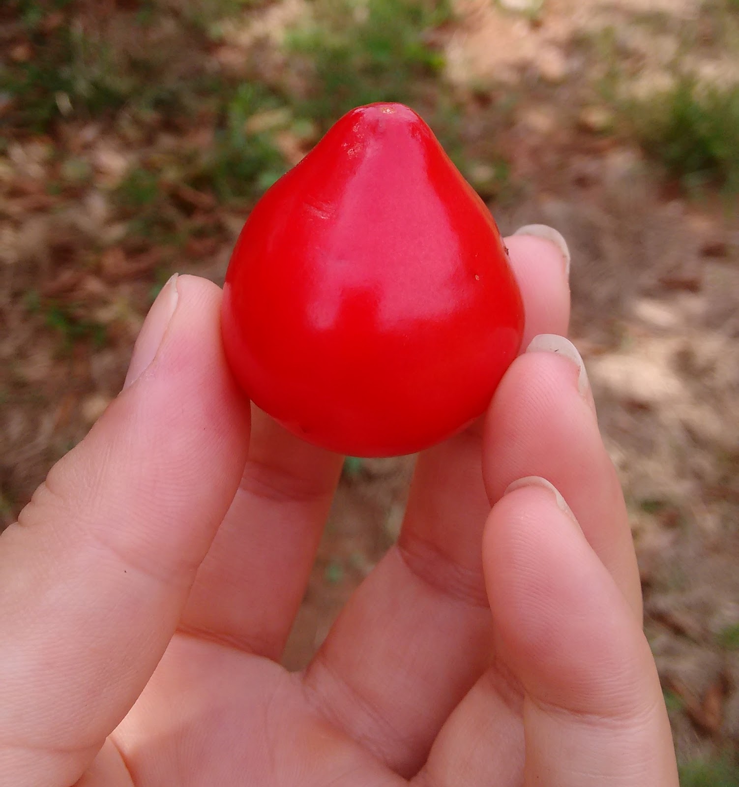 Eugenia patrisii - Ubaia, Ubaia-rubi-da-amazônia