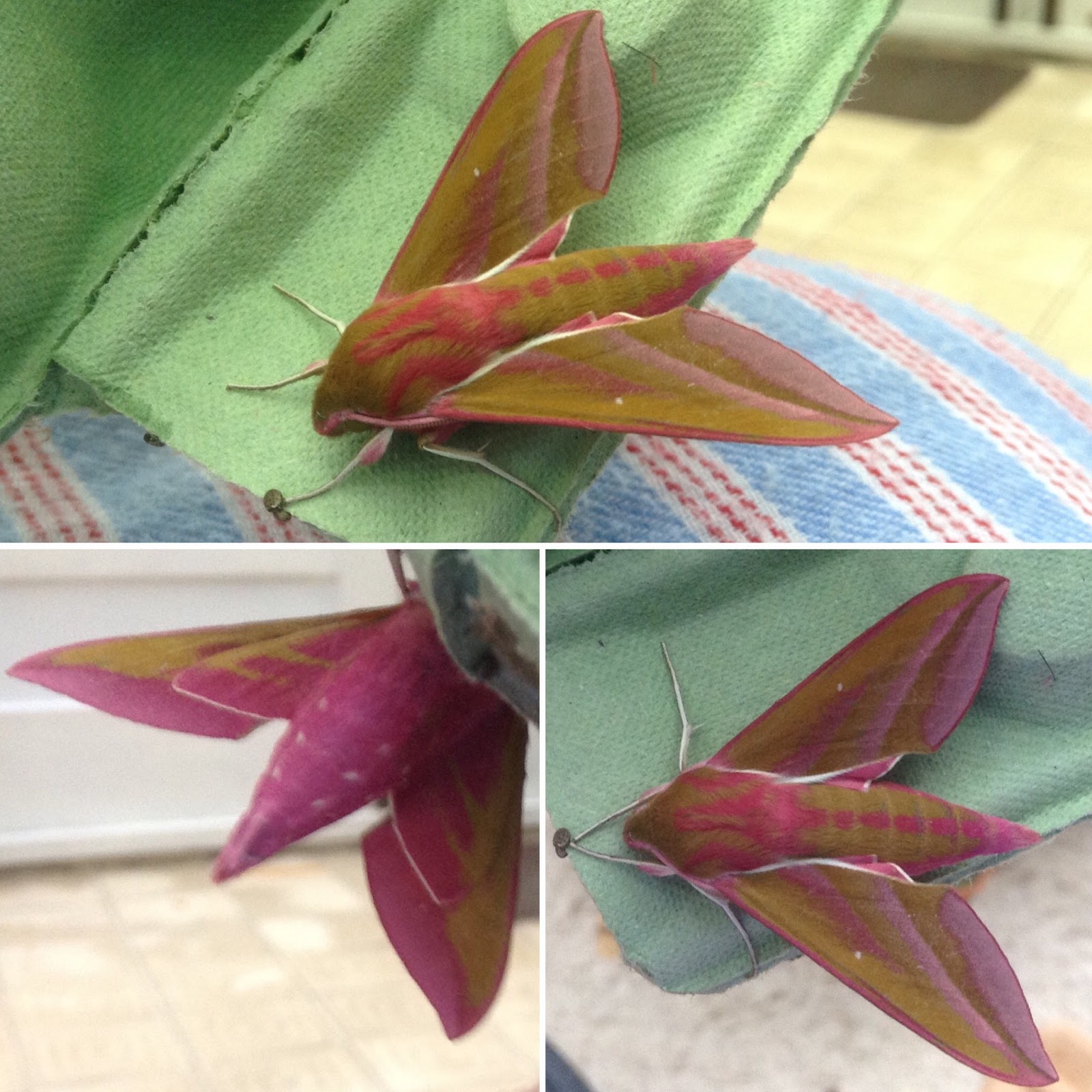 Martin's Moths: Pink - or green