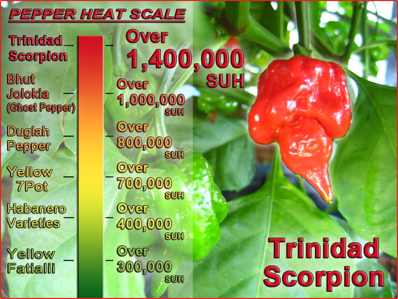 Hottest Peppers - Ghost Chili, Trinidad Scorpion & More Hot Chili Peppers