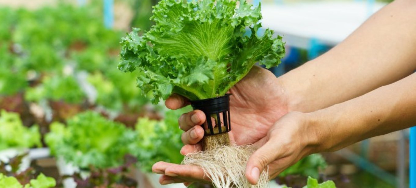 6 Example Plants Hydroponics | Bible Gardens