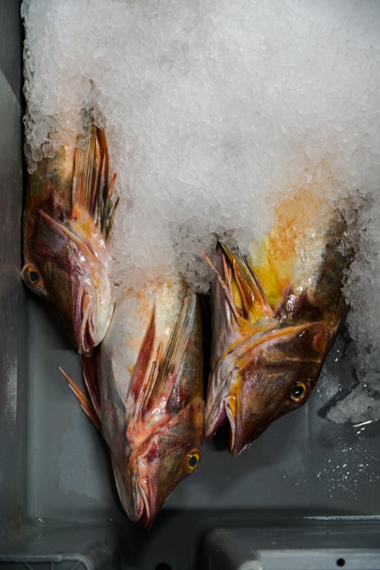 Through the Gaps! - Newlyn Fishing News: 01/03/2016 - 01/04/2016 ...