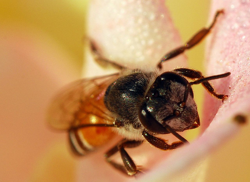 Madu Lebah Alami: Jenis - Jenis Lebah