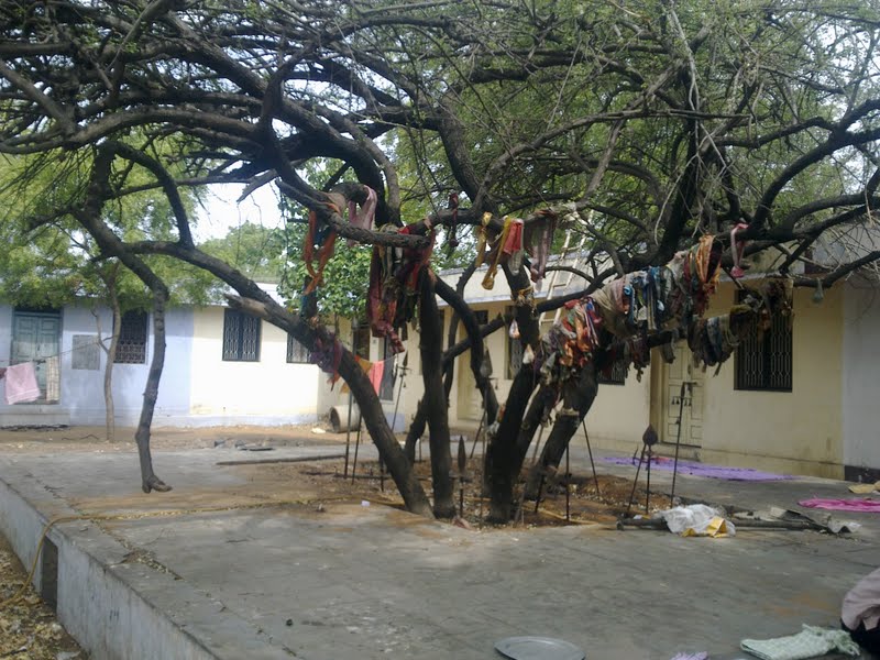Iynthuveetuswamy Temple-Chettiyapathu: ஆத்தி மரம் Aathi Tree