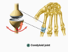 My Biology Site: Klasifikasi Sendi Berdasarkan Adanya Gerak
