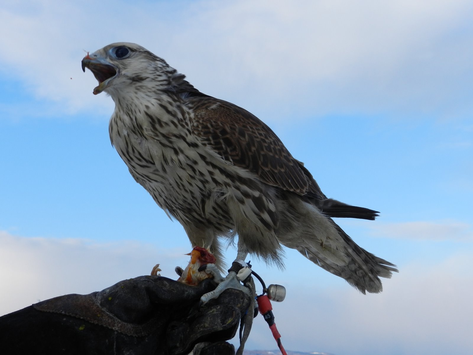 Wilderness: Sokol rároh (Falco cherrug), The Saker Falcon - sokoliarsky ...