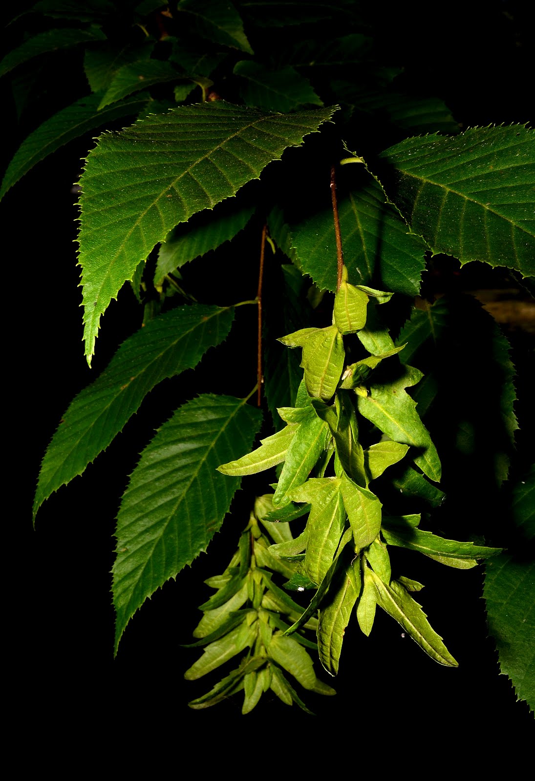 Get Your Botany On!: Blue Beech