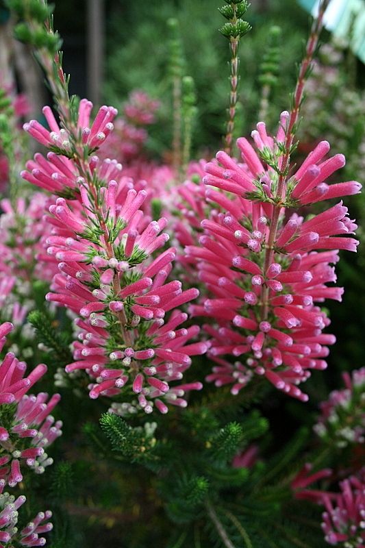 A Passion for Flowers: Heath or Heather?