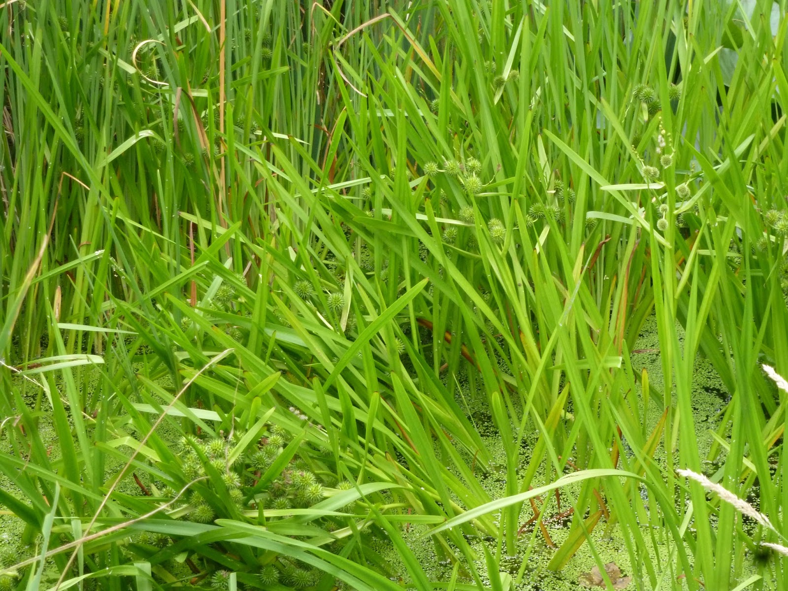 Calderdale Wildlife: Lesser Bulrush