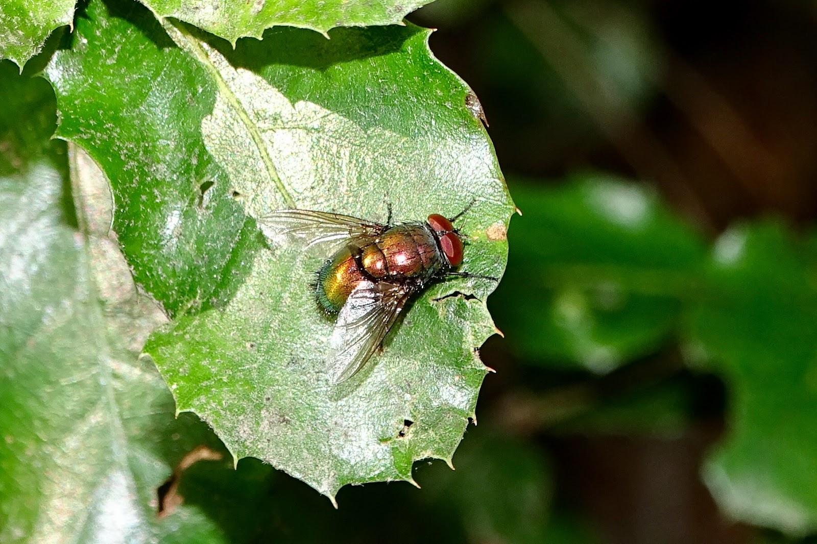 SANTIMETALIA FOTOGRAFÍAS DE MOSCAS METÁLICAS: MOSCAS VERDES Y MOSCAS AZULES