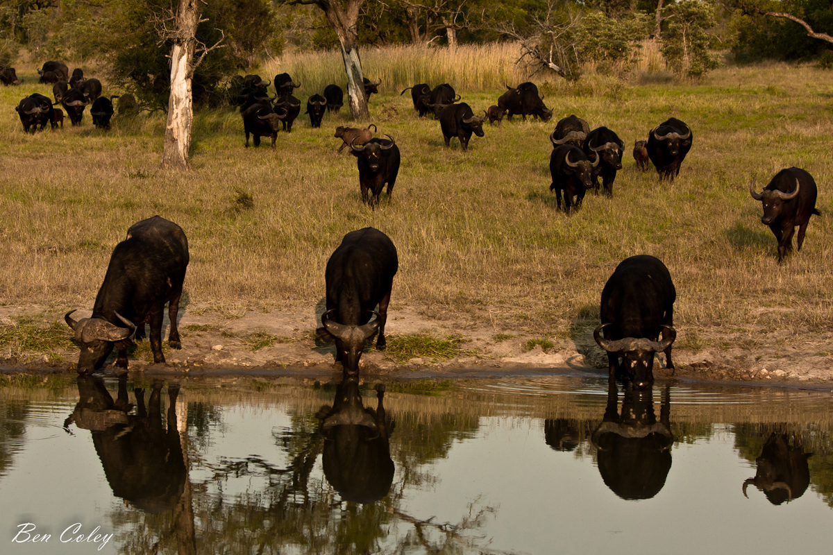 Tails of the Bush: Buffalo Soldiers