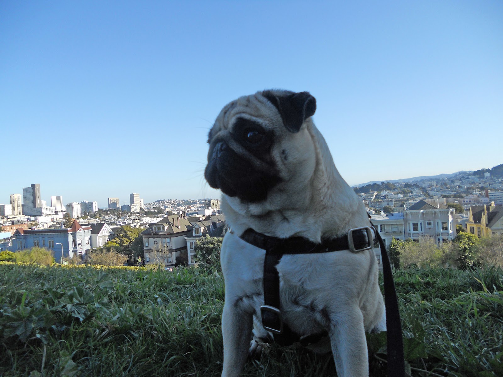 A Bowl of Noodles©: Pug Sunday in My City by the BAY