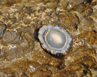 ZOOTOGRAFIANDO (6.100 ANIMALS): LAPA / COMMON LIMPET (Patella vulgata)