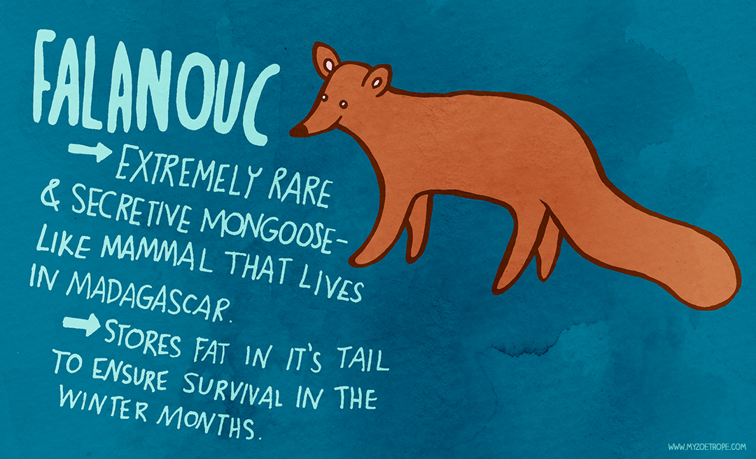 My Zoetrope: 084: Falanouc