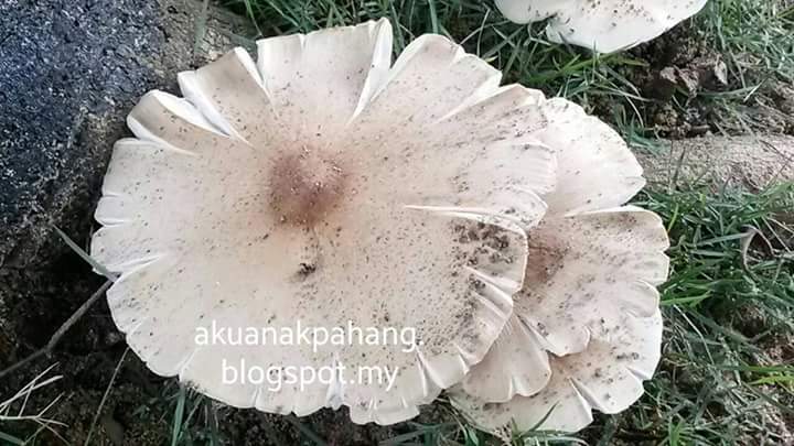 INFO KULAT TAHUN | CENDAWAN PETIR | AKU ANAK PAHANG