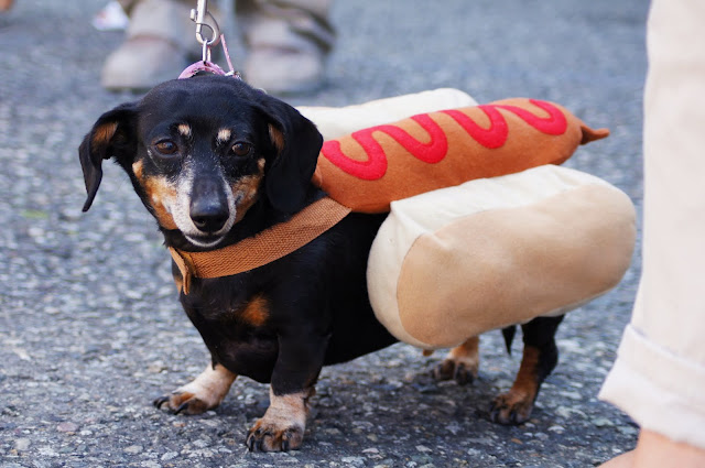 Mashed Thoughts: Wiener Dog Racing 2013