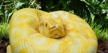 Azwar weBlog: Whoa! Super Realistic Kue Tart Ular Pyton [Foto]