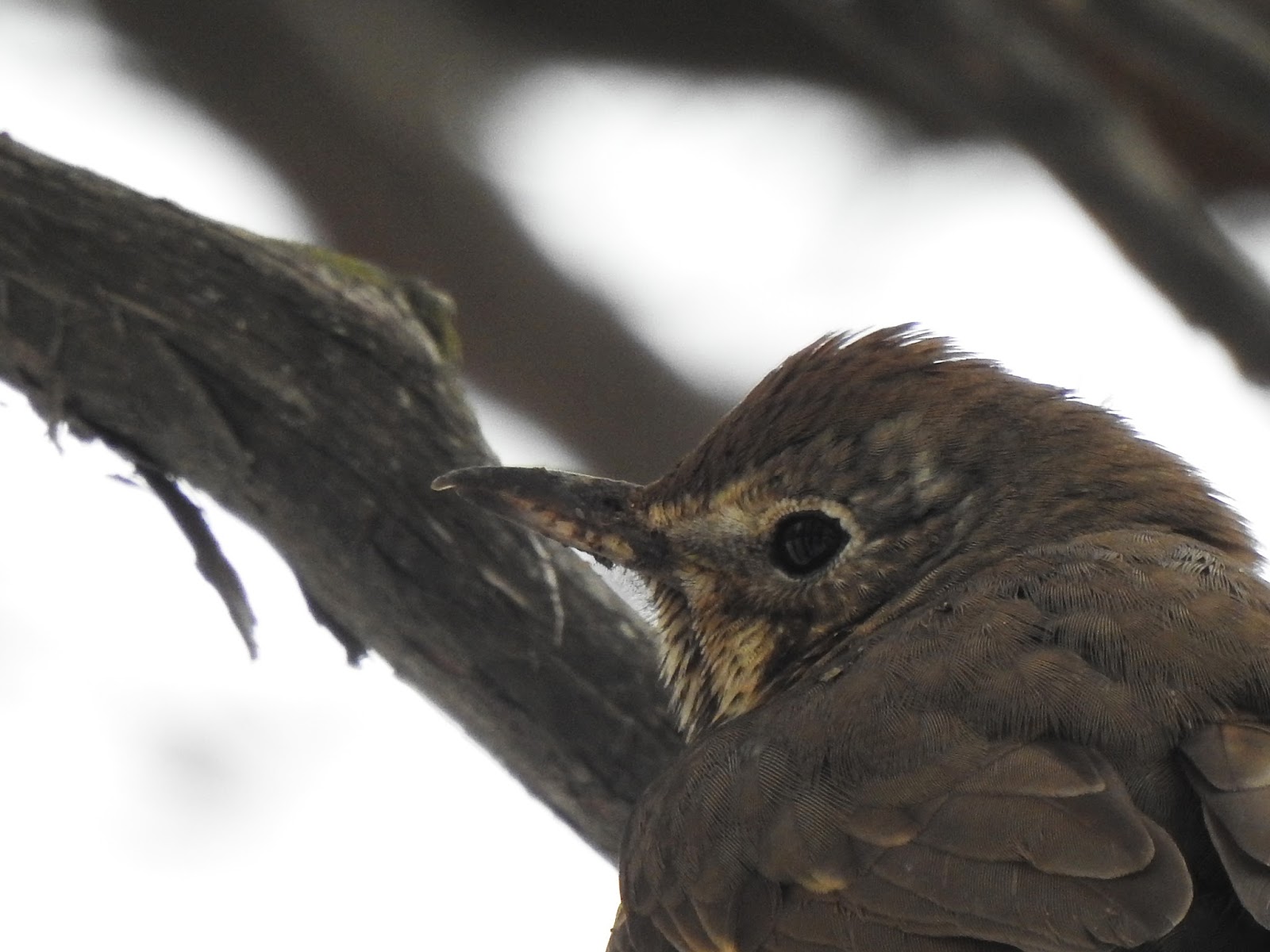 PASARI DIN ROMANIA: STURZ CANTATOR, Turdus philomelos