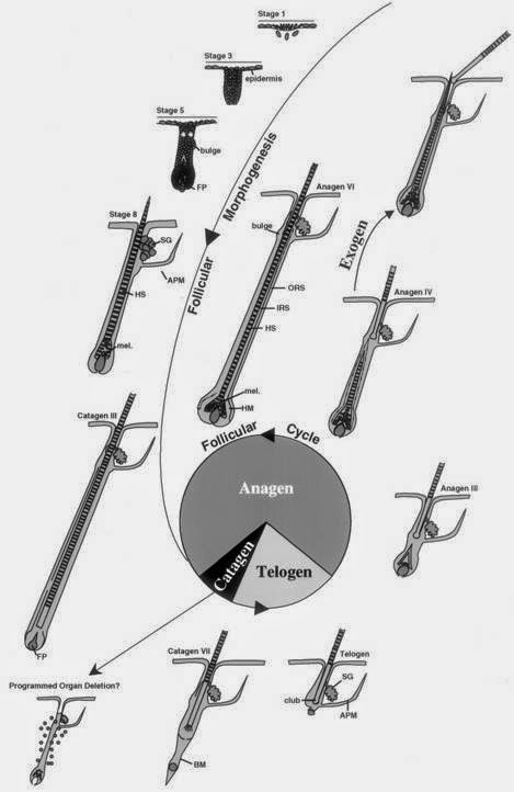 midwifery okta: MAKALAH SISTEM INTEGUMEN