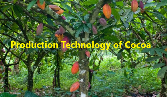 Step-by-step How To Grow Cocoa Tree