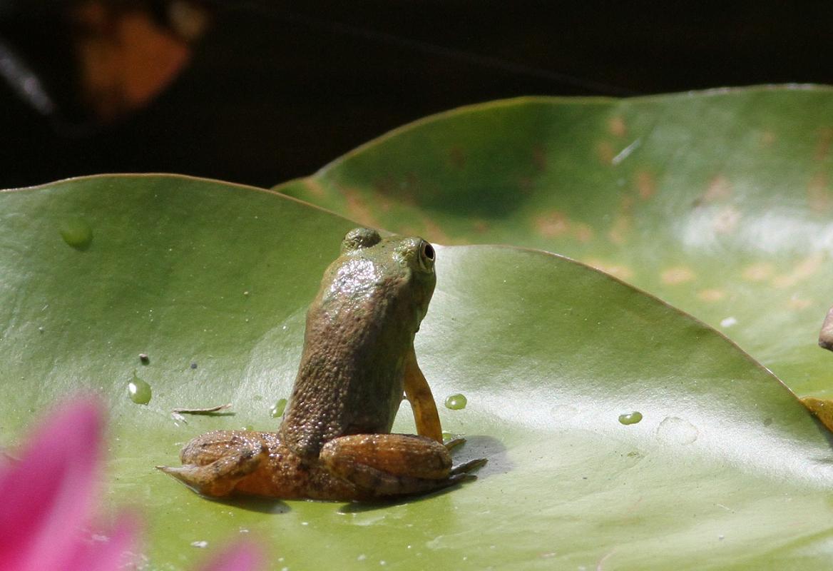 Jo's Morning Walk: The Frogs of Summer