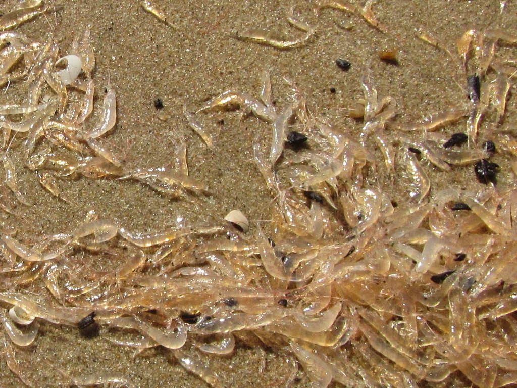 Queensland Coast: Swarming of Asian Paste Shrimps (Acetes sp.)