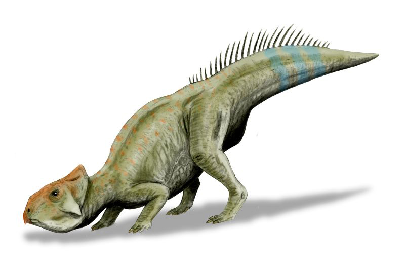 FAMILIA CERATOPSIDAE: DINOSAURIOS: FAMILIA CERATOPSIDAE
