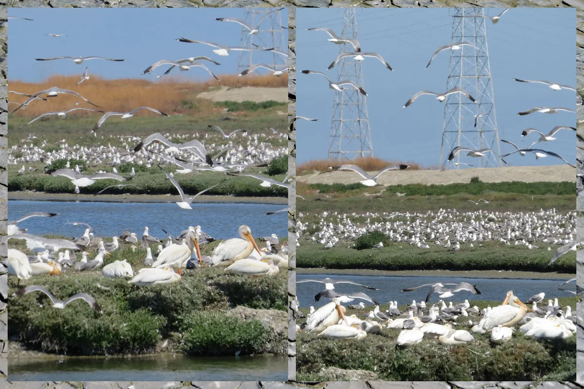 12 of the Best Places for Bird Watching in the Bay Area | Sidewalk ...
