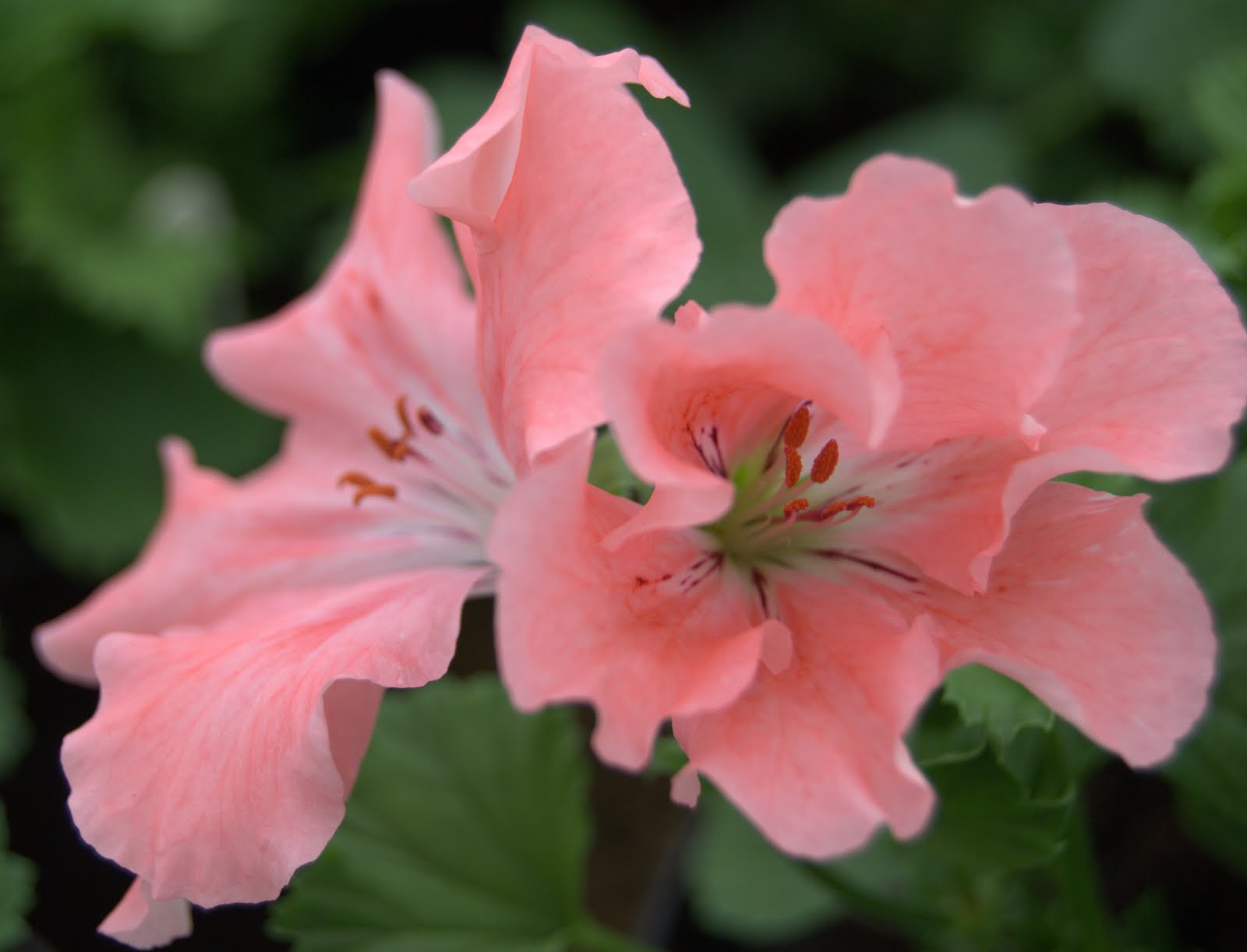 PERFECT PELARGONIUMS: Regal Pelargonium "Georgia Peach" lives up to her ...