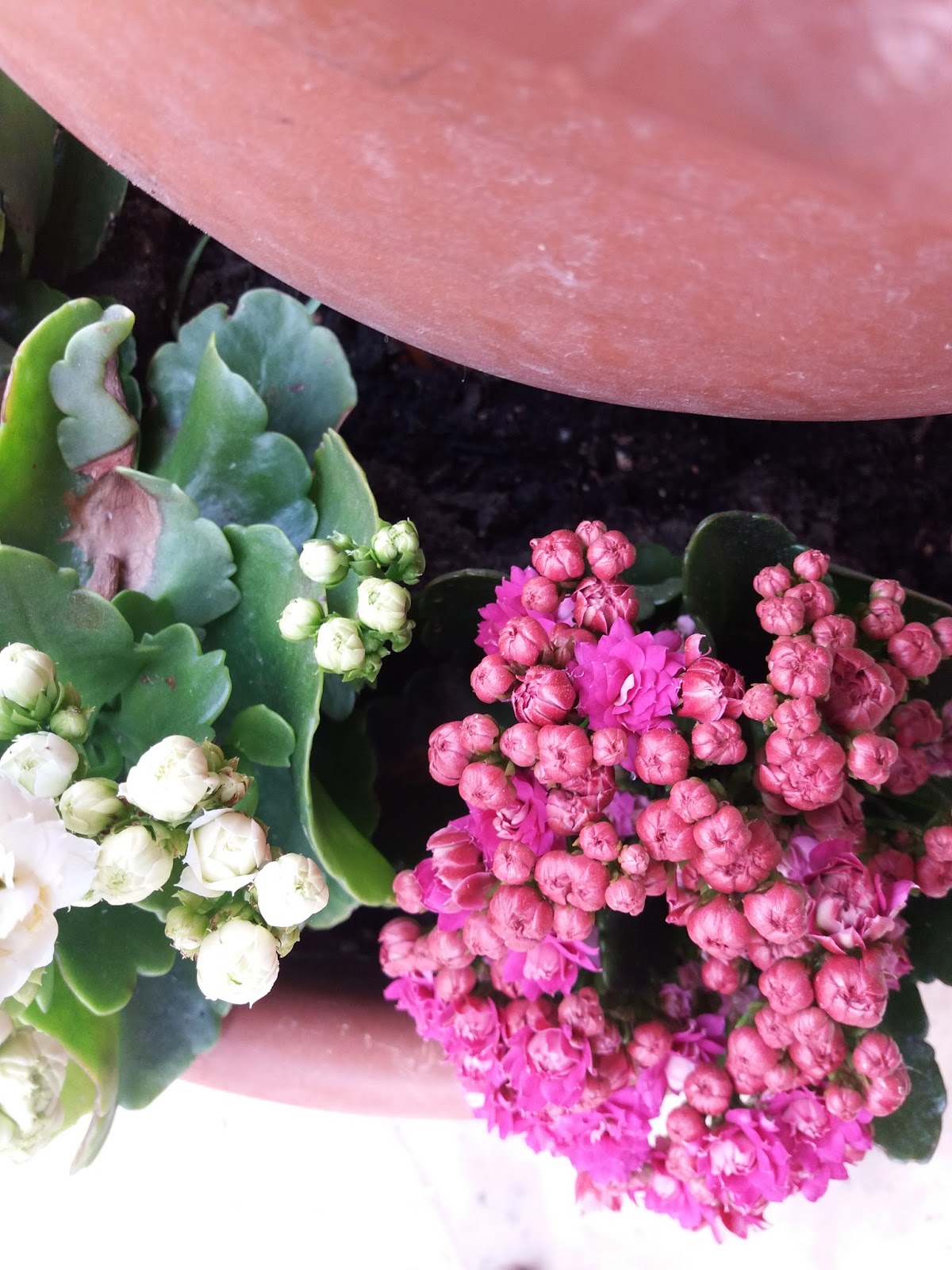 Olga's dreamland: My kalanchoe plants in full bloom