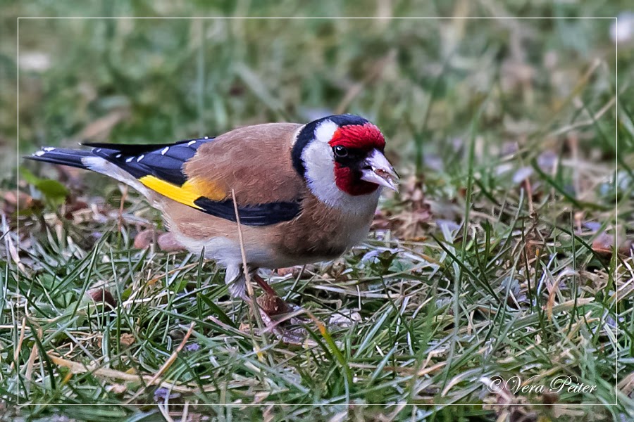 Artifactum ver@bilis Blog: S/W Fokus auf den Distelfink