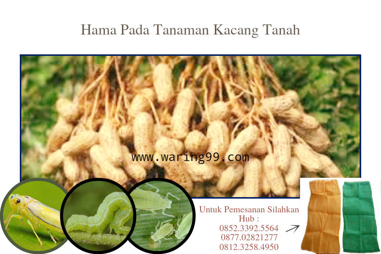 Pertanian & Perikanan - Inilah Hama Pada Tanaman Kacang Tanah