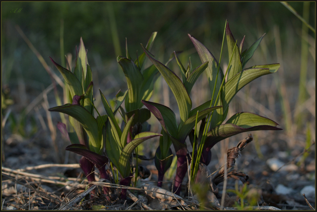AM Fotod: Tumepunane neiuvaip (Epipactis atrorubens)