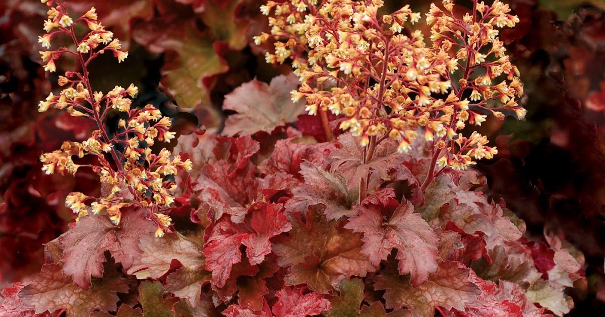 Heuchera Library: Heuchera 'Root Beer'