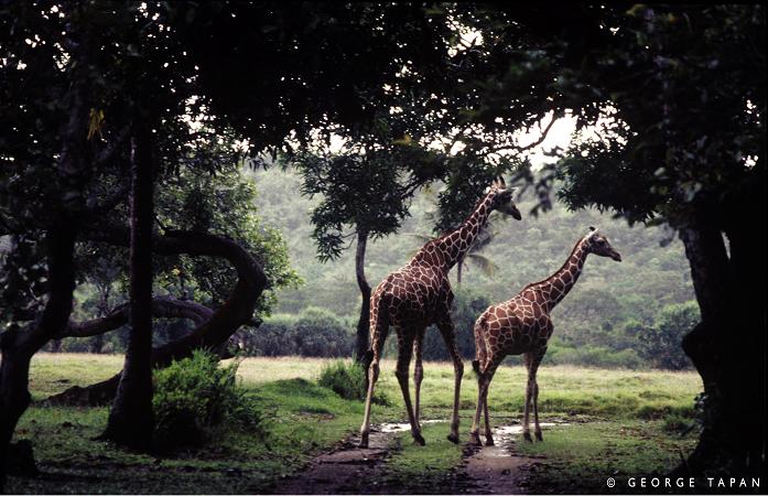 Calauit Island Wildlife Sanctuary Endangered Wildlife Species in the ...