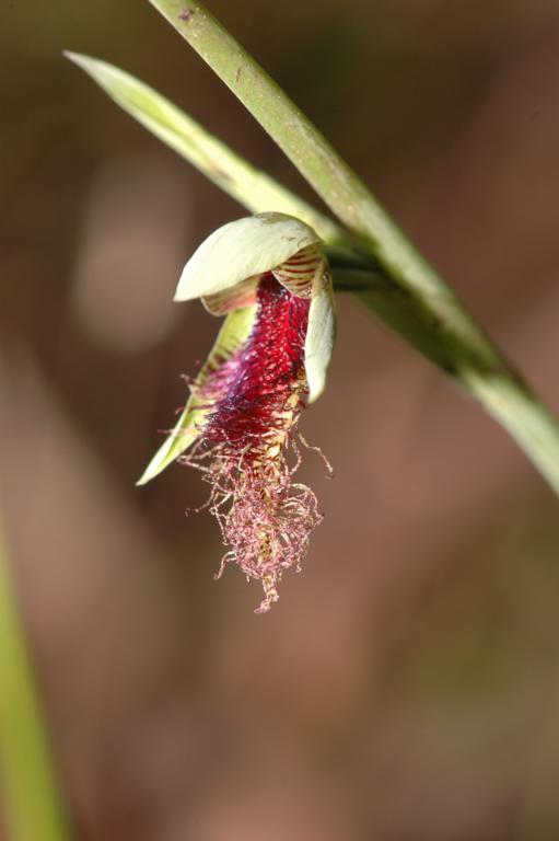 The Nature of Robertson: Beard Orchids (Calochilus sp)