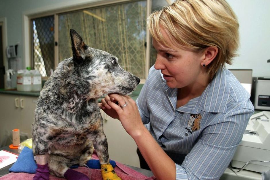 Do you believe in dog?: Dogs help in natural disasters. They just do.