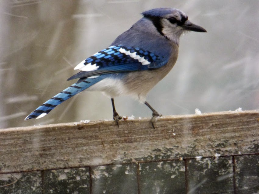 Life, Birding, Photos and Everything: See, Share, Save Birds