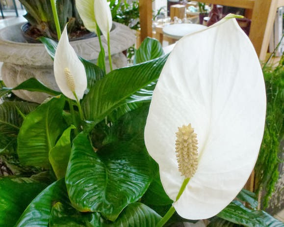 10 Tanaman Bunga yang Membersihkan Udara di Rumah Anda:Blog Bunga