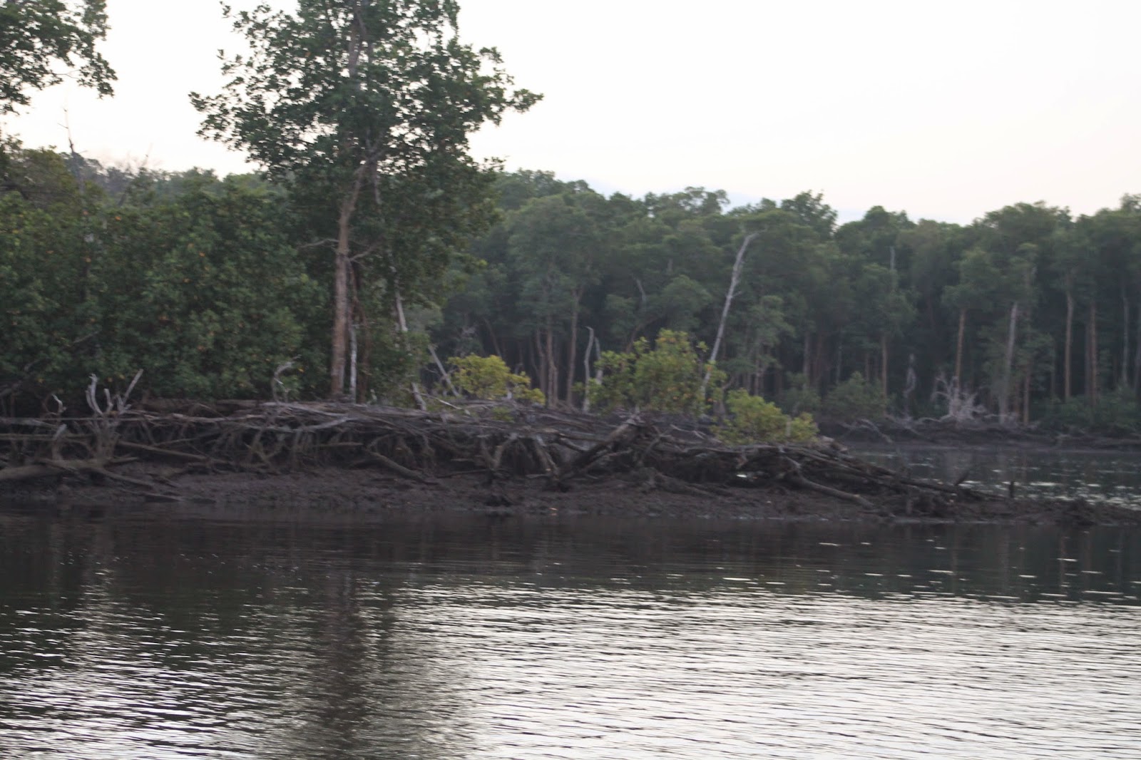 Gran Vida's Great Half-Looped Adventure: Shark River, Everglades ...