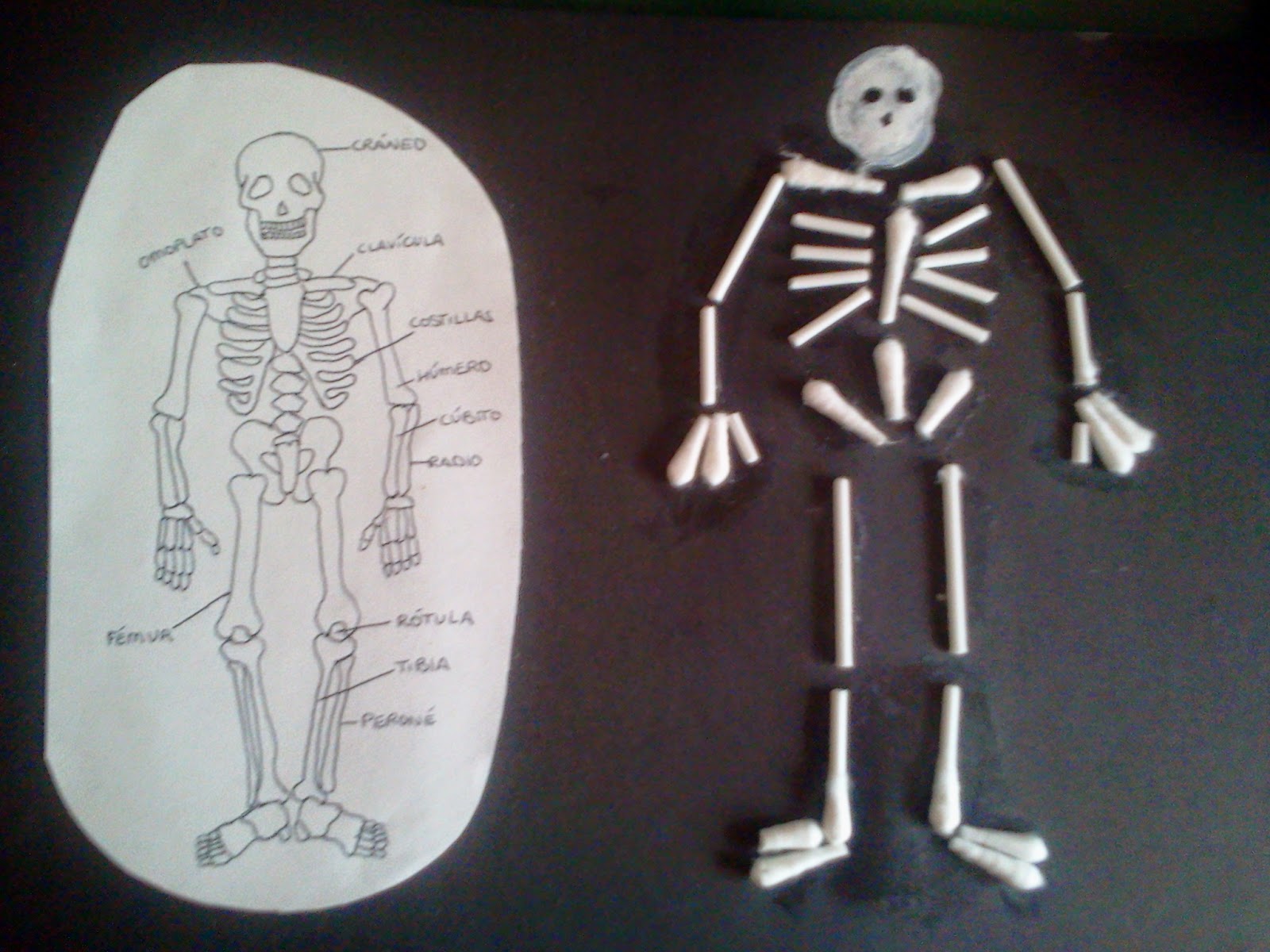 Lápices de colores y madera: Manualidad esqueleto