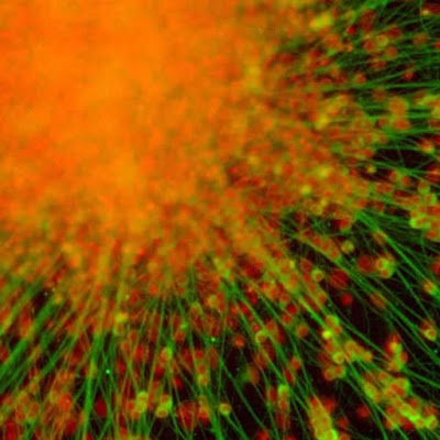 UM JEITO MANSO: De Fred “Rusty” Gage apenas os bonecos