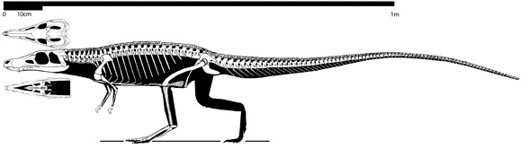 Monster Bego: 10 Top Dinosaurus Terkecil Dalam Sejarah