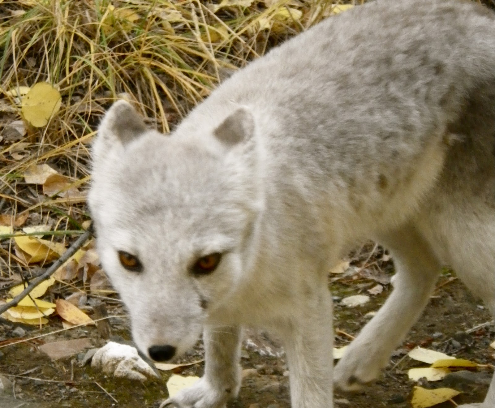 Sheek Hippie Travels