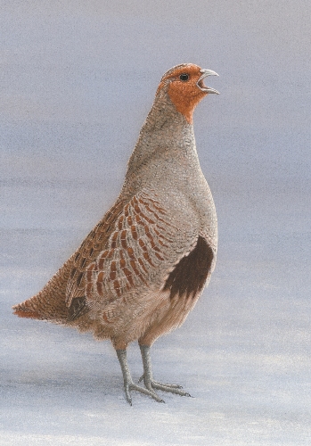 A Day In the Life of a Wildlife Artist: Preview of new original ...