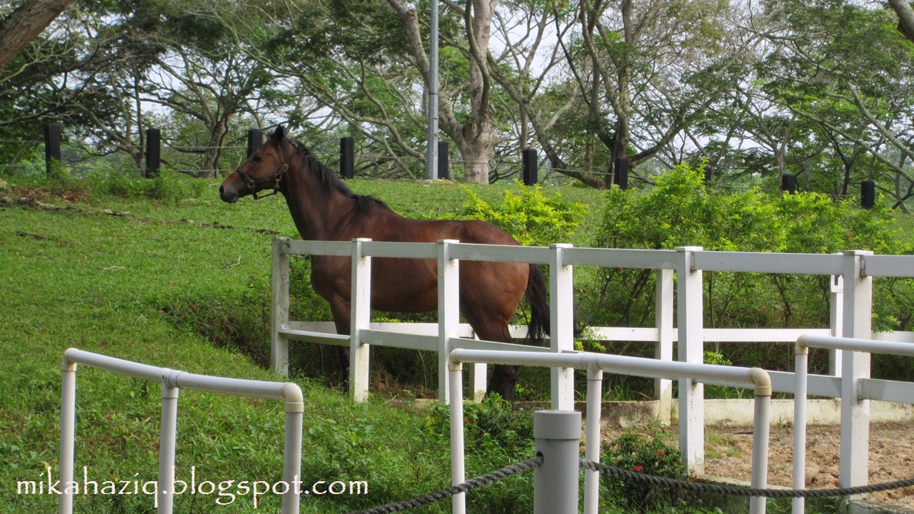 mikahaziq: Pony Riding at Gallop Stable