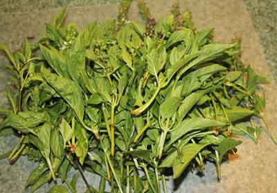 Jim Long's Garden: Five Exciting Ways to Use Basil