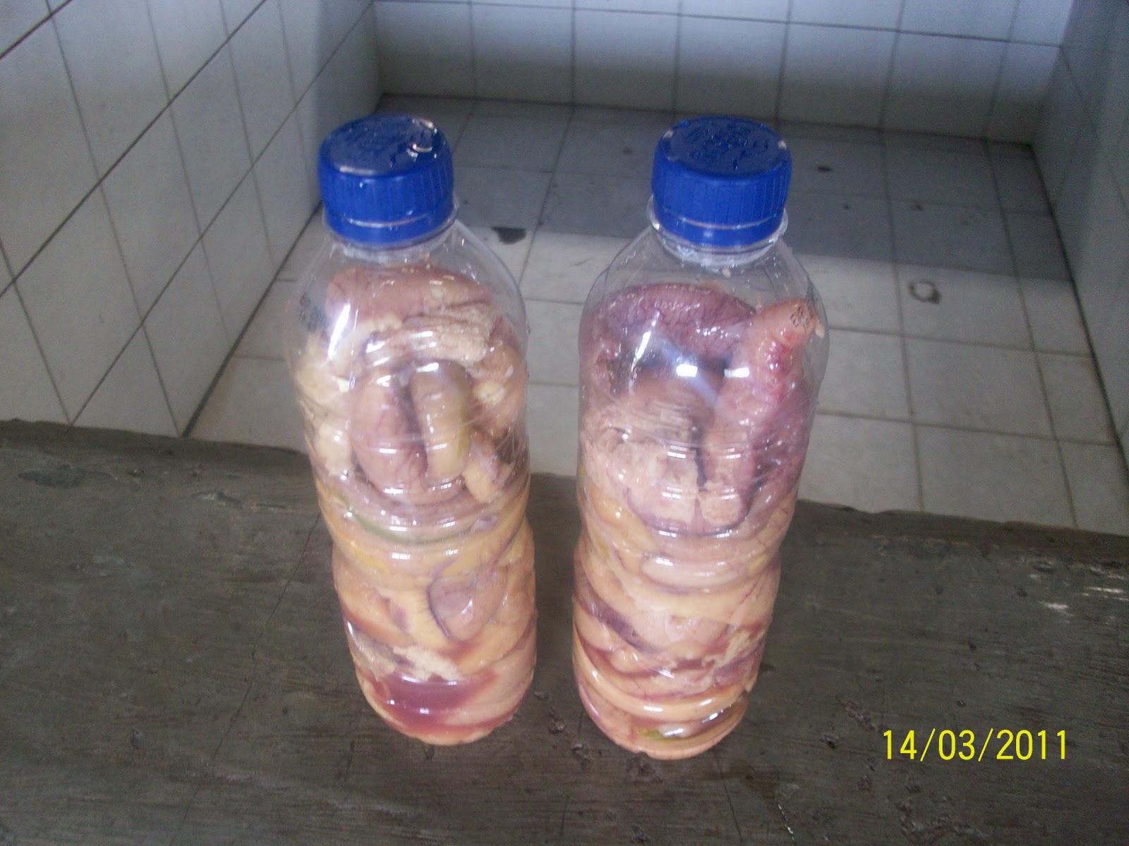 Dewi Ikan: PENGOLAHAN BAKASANG TELUR CAKALANG